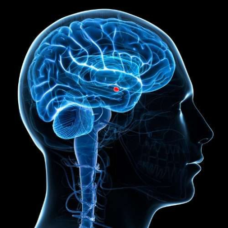 The Amygdala And Trauma: How Trauma Impacts The Brain - Central ...